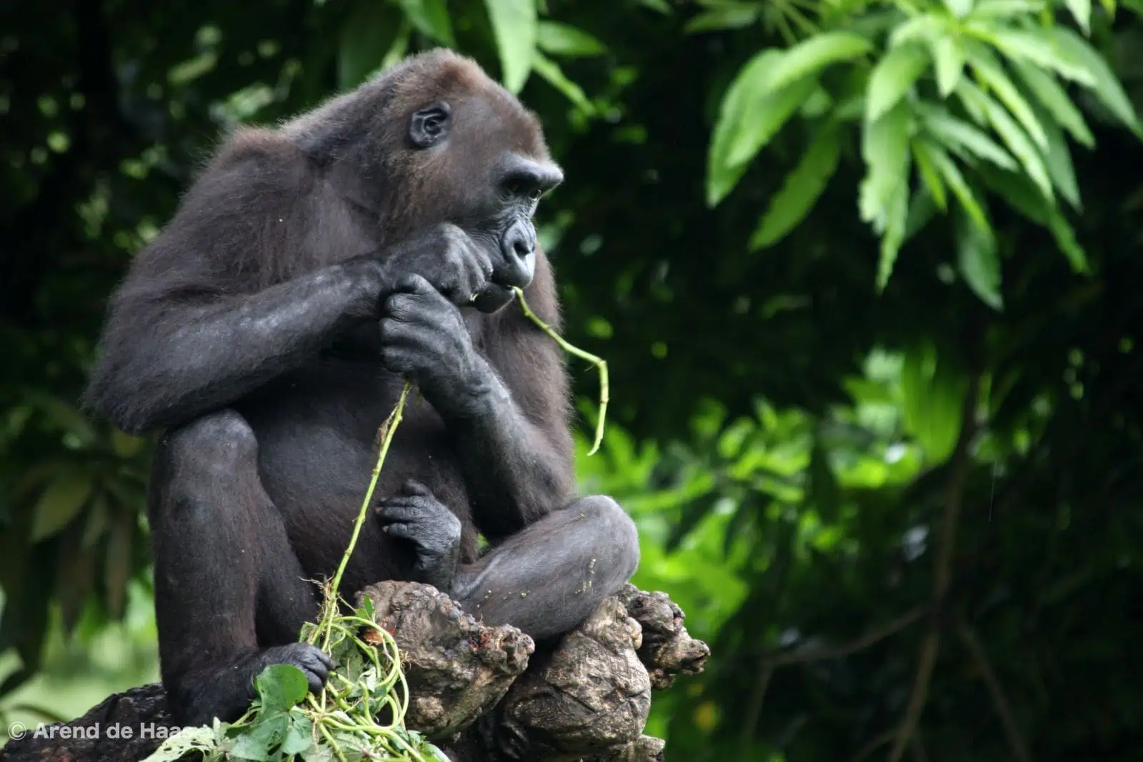 Range & Population - Cross River Gorilla Alliance